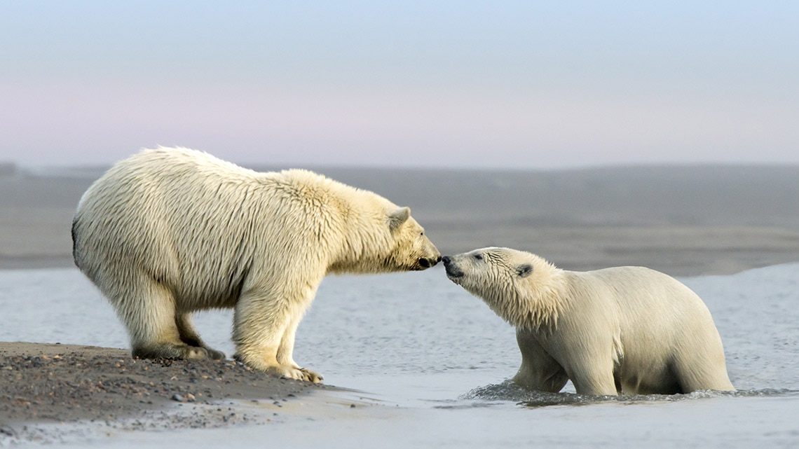 How Animals Talk To Each Other | Sky.com