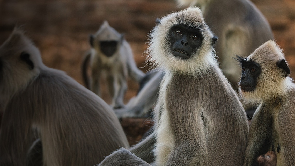 Monkey Island | Sky.com