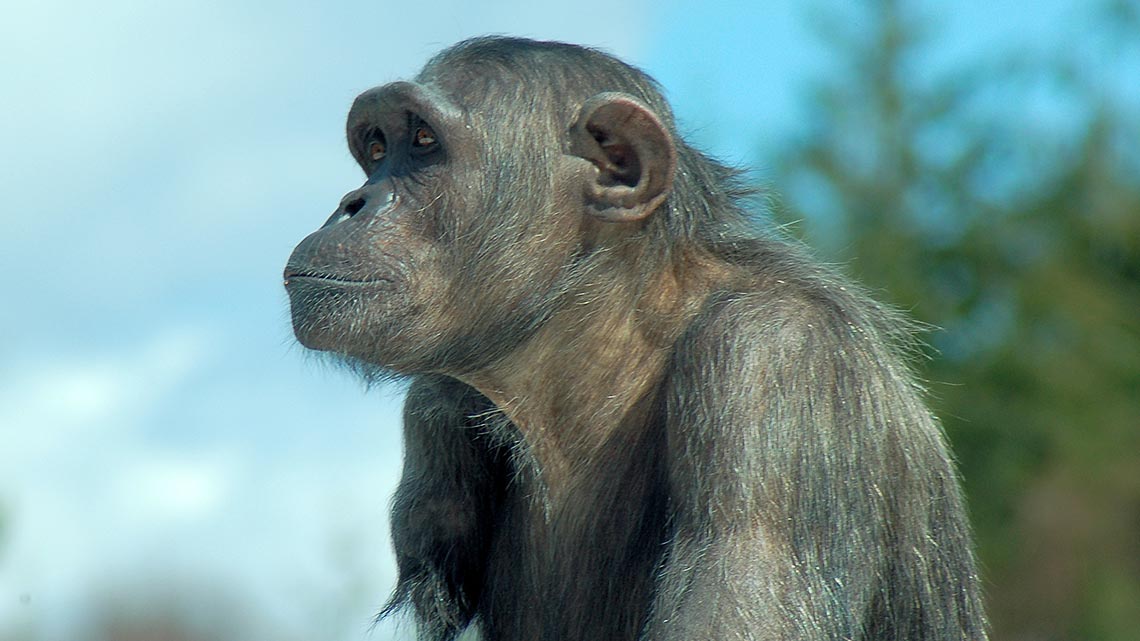 Monkey Life | Sky.com